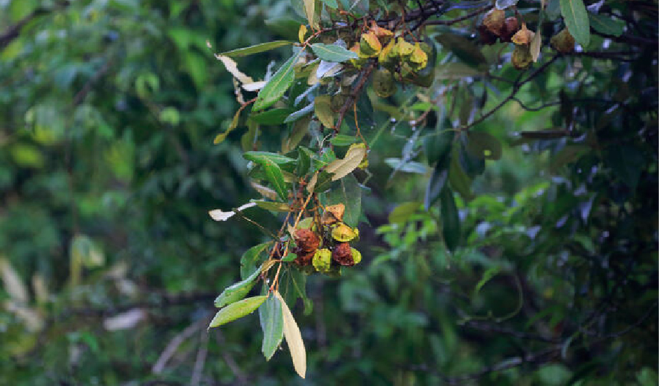 Rupantor Eco Tourism