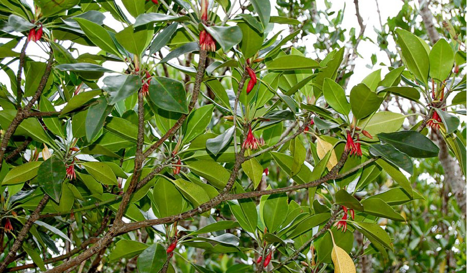 Rupantor Eco Tourism